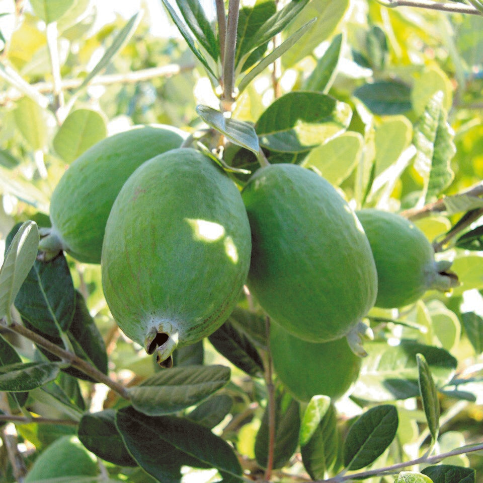 Seasonal Feijoas | Freeway Orchard